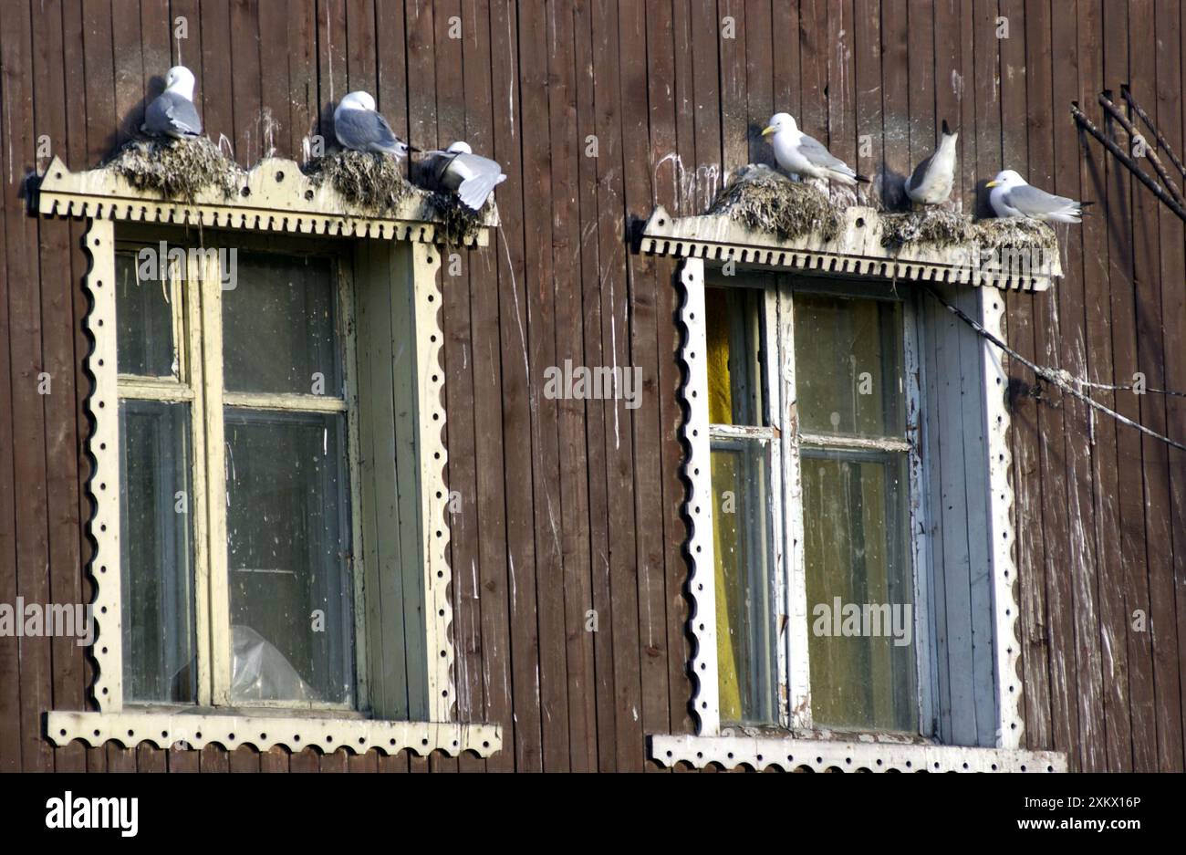 Group of kittiwakes hi-res stock photography and images - Alamy