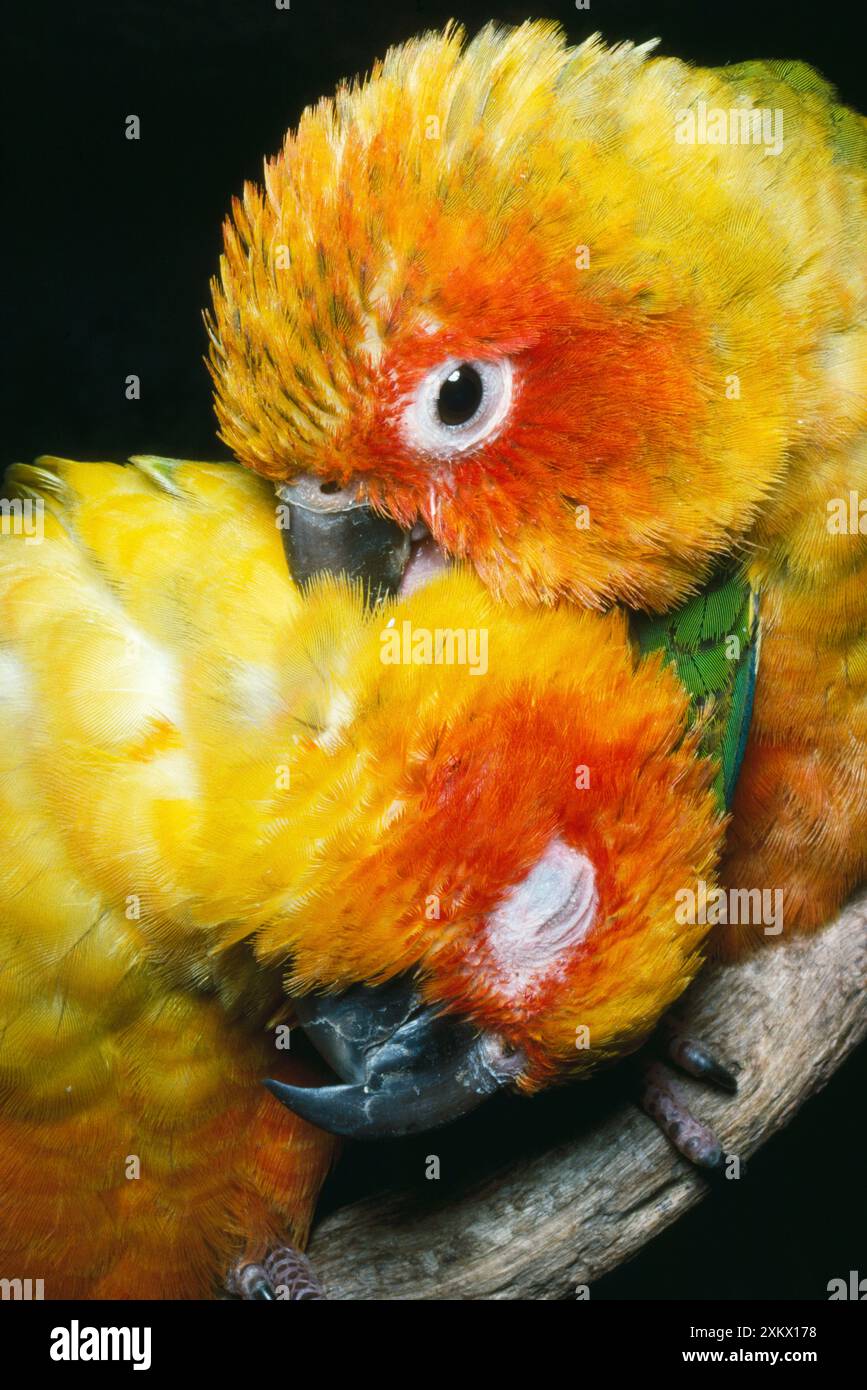 Sun CONURES - two preening Stock Photo - Alamy