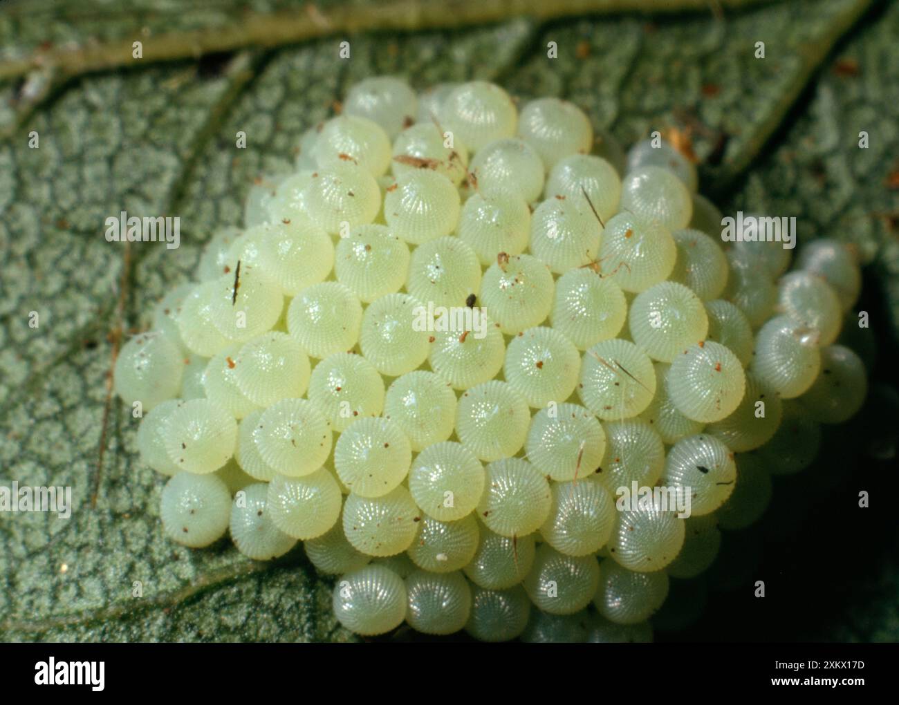 Egg cluster hi-res stock photography and images - Alamy