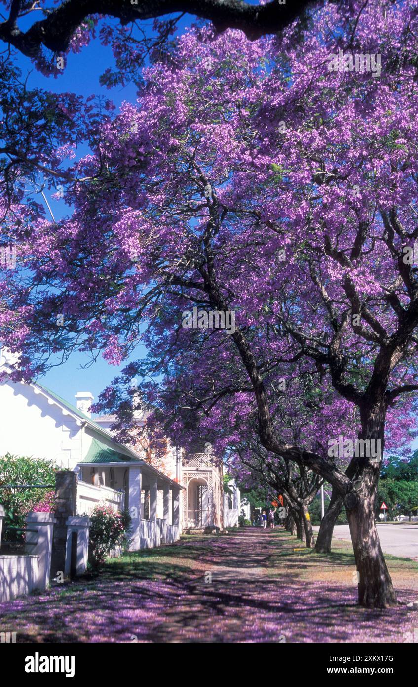 Jacaranda mimosifolia animal hi-res stock photography and images - Alamy