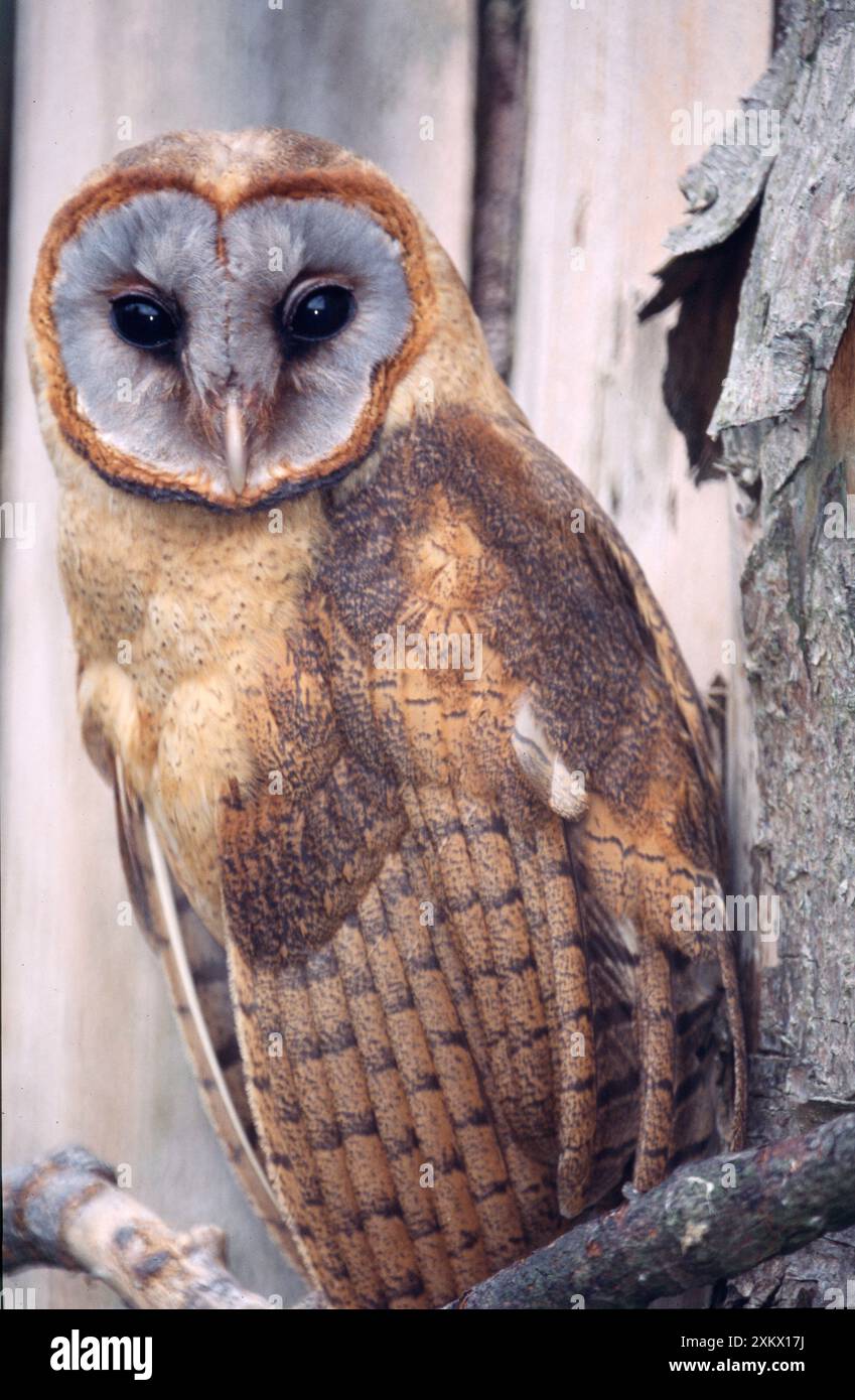 Ashy-faced Barn / Hispaniolan Barn OWL Stock Photo - Alamy