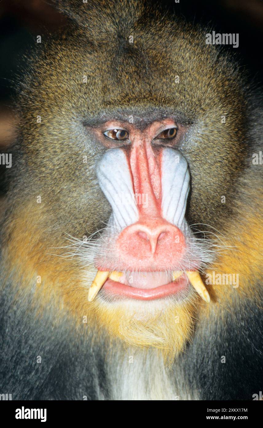 Mandrill Baboon Face