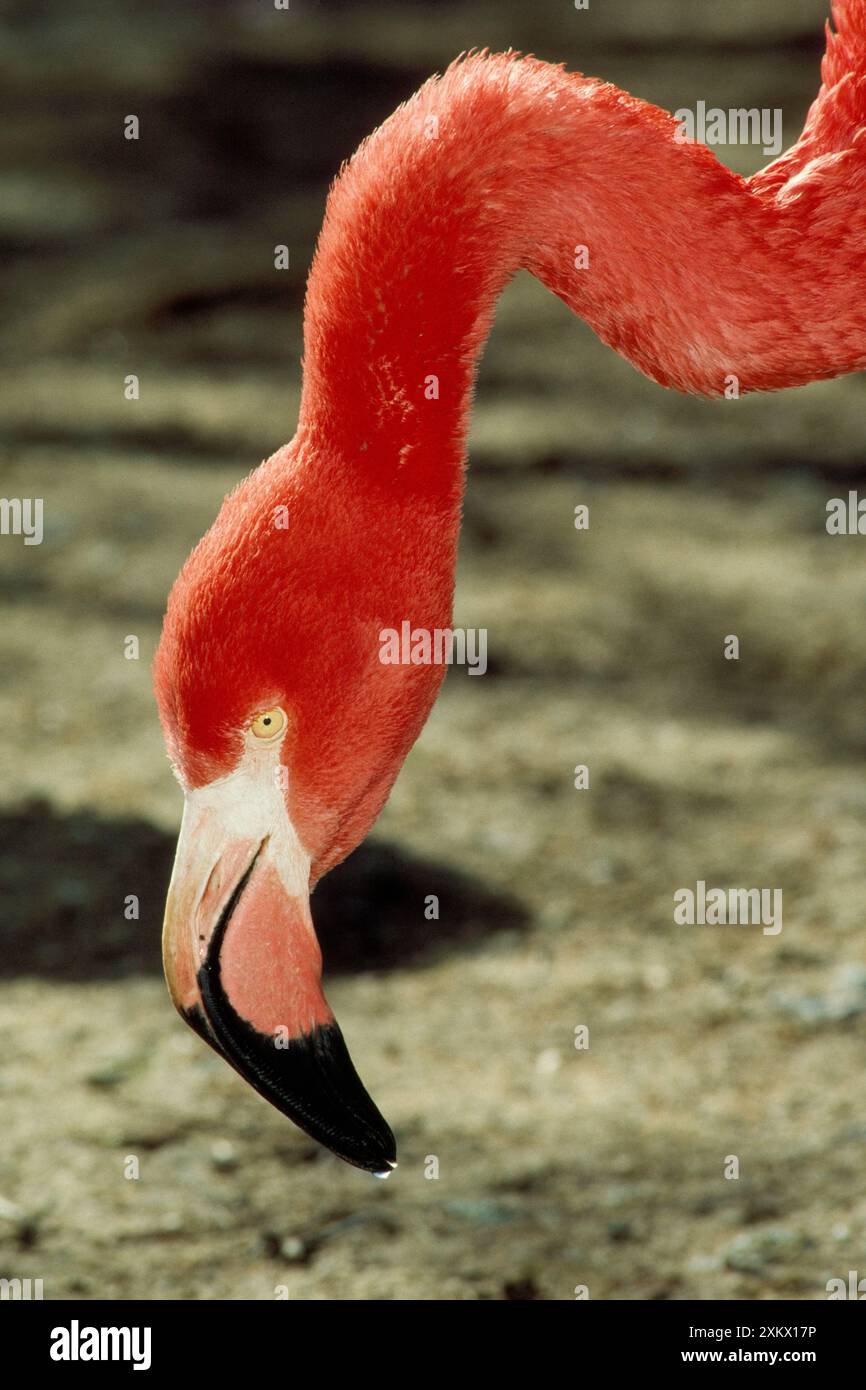 Caribbean FLAMINGO - close-up of head Stock Photo - Alamy