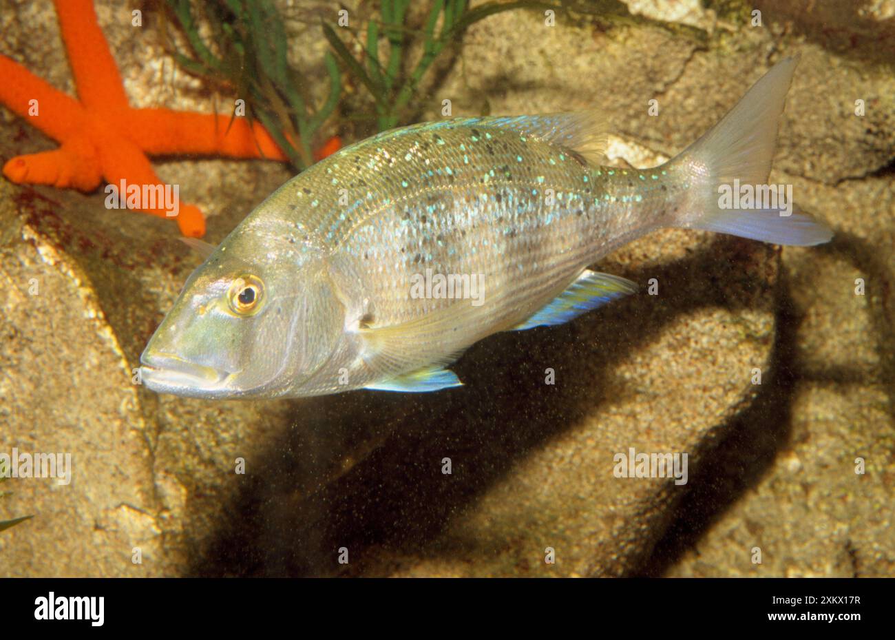 Common dentex hi-res stock photography and images - Alamy