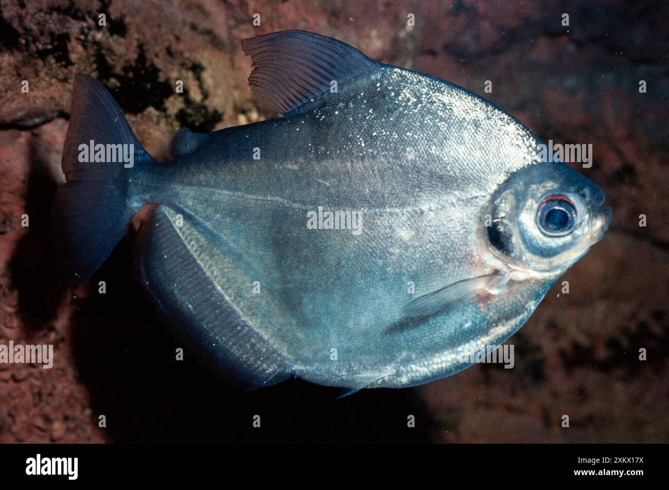 Silver Dollar Fish - freshwater Stock Photo - Alamy