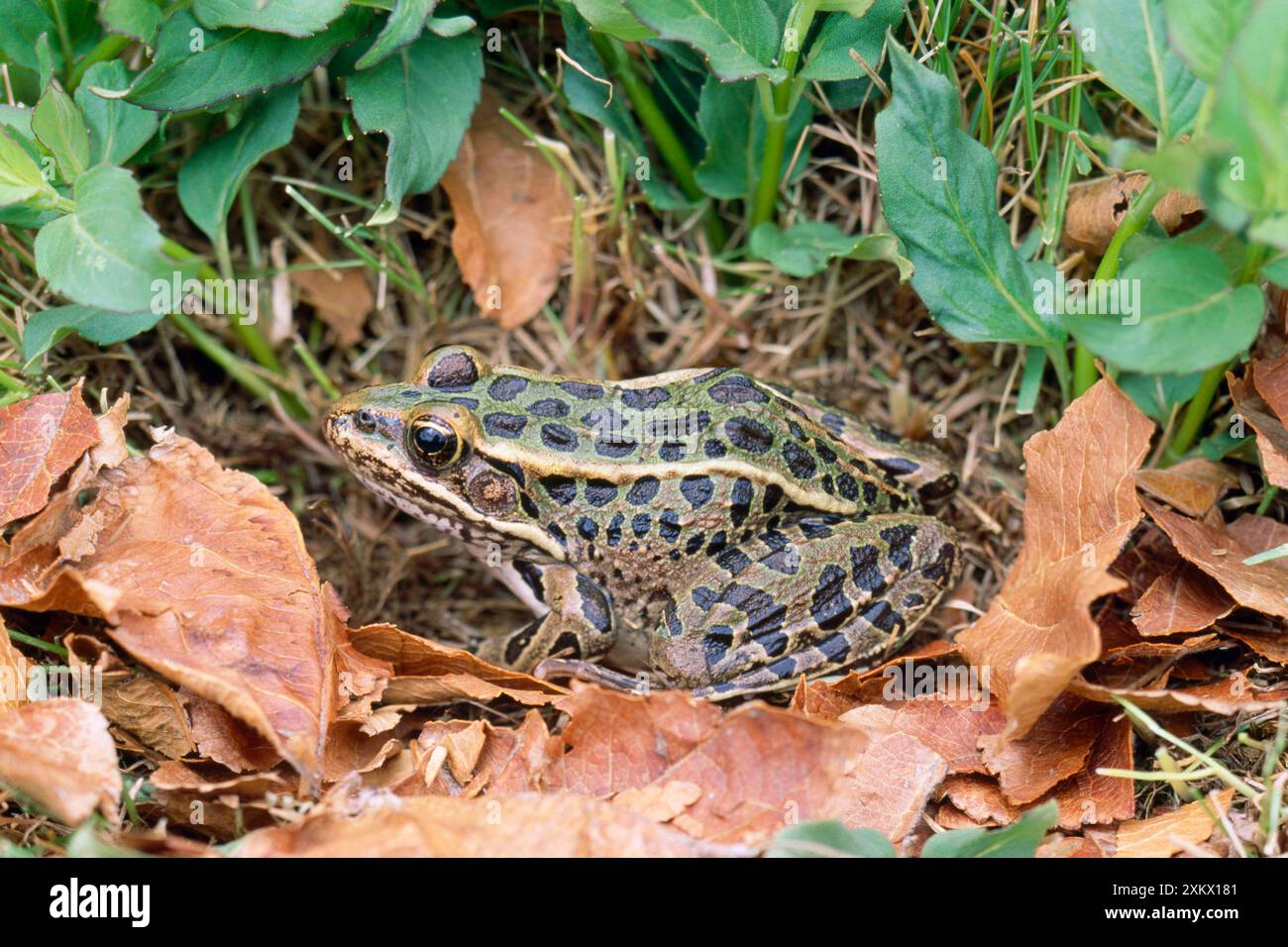 Southern Leopard FROG Stock Photo - Alamy