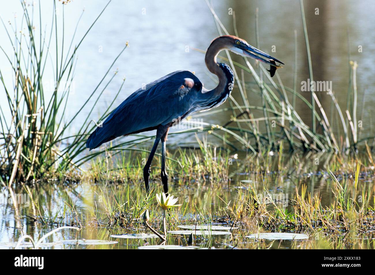 Goliath HERON - with fish in beak Stock Photo - Alamy