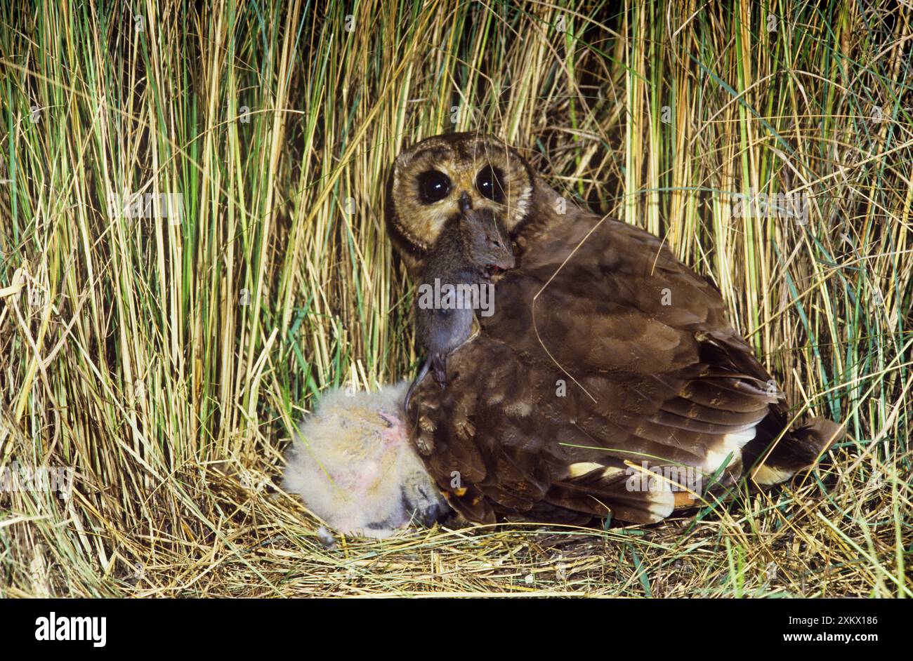 African marsh owl asio capensis hi-res stock photography and images - Alamy