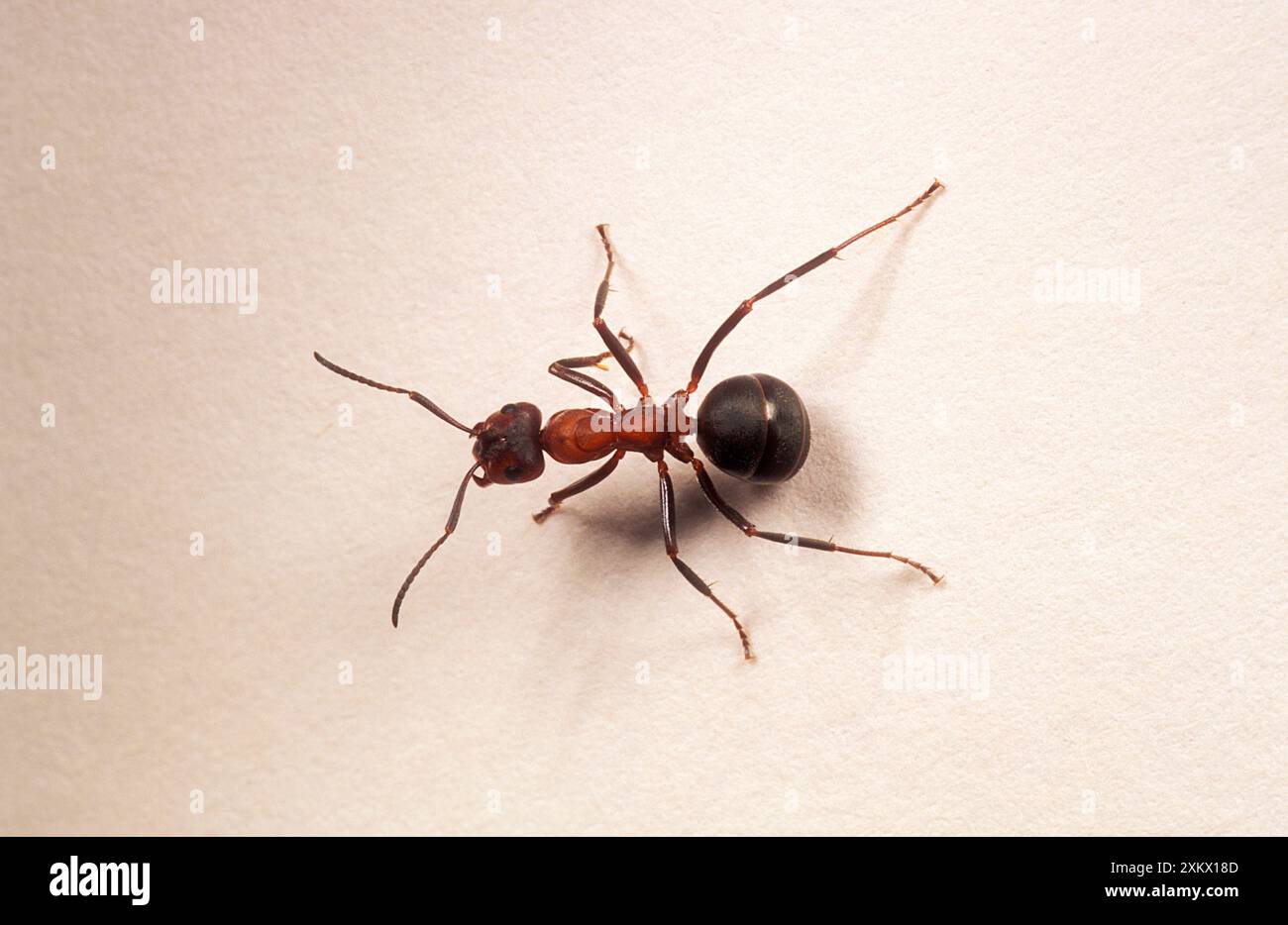 Single Wood ANT - on white background Stock Photo - Alamy