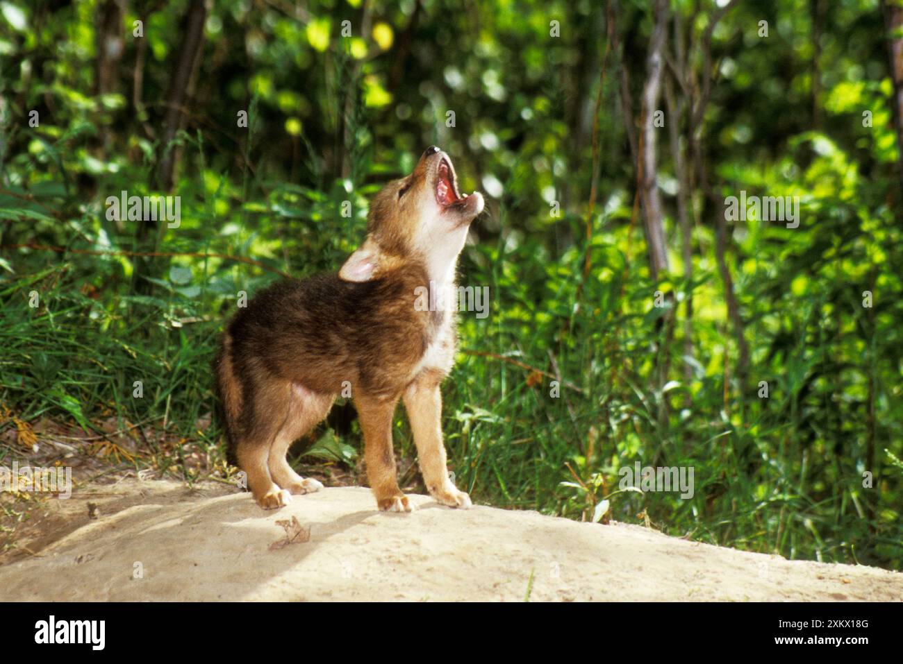 COYOTE - pup howling Stock Photo - Alamy
