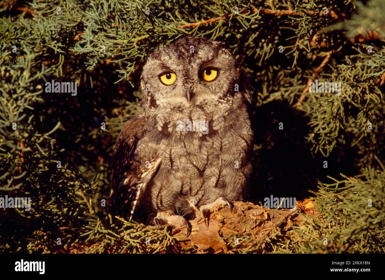 Western Screech OWL - early morning on juniper limb Stock Photo - Alamy