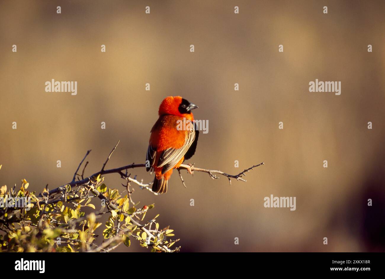 Southern Red BISHOP - male Stock Photo - Alamy