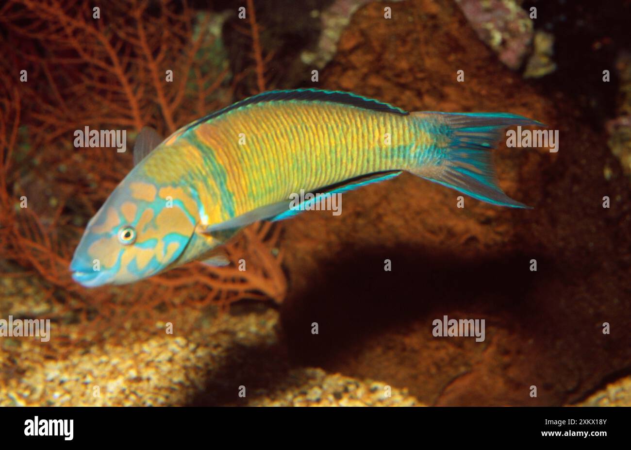 Peacock wrasse hi-res stock photography and images - Alamy
