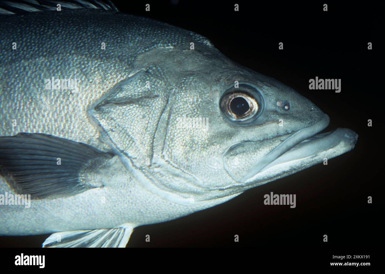 Stone fish heads hi-res stock photography and images - Alamy