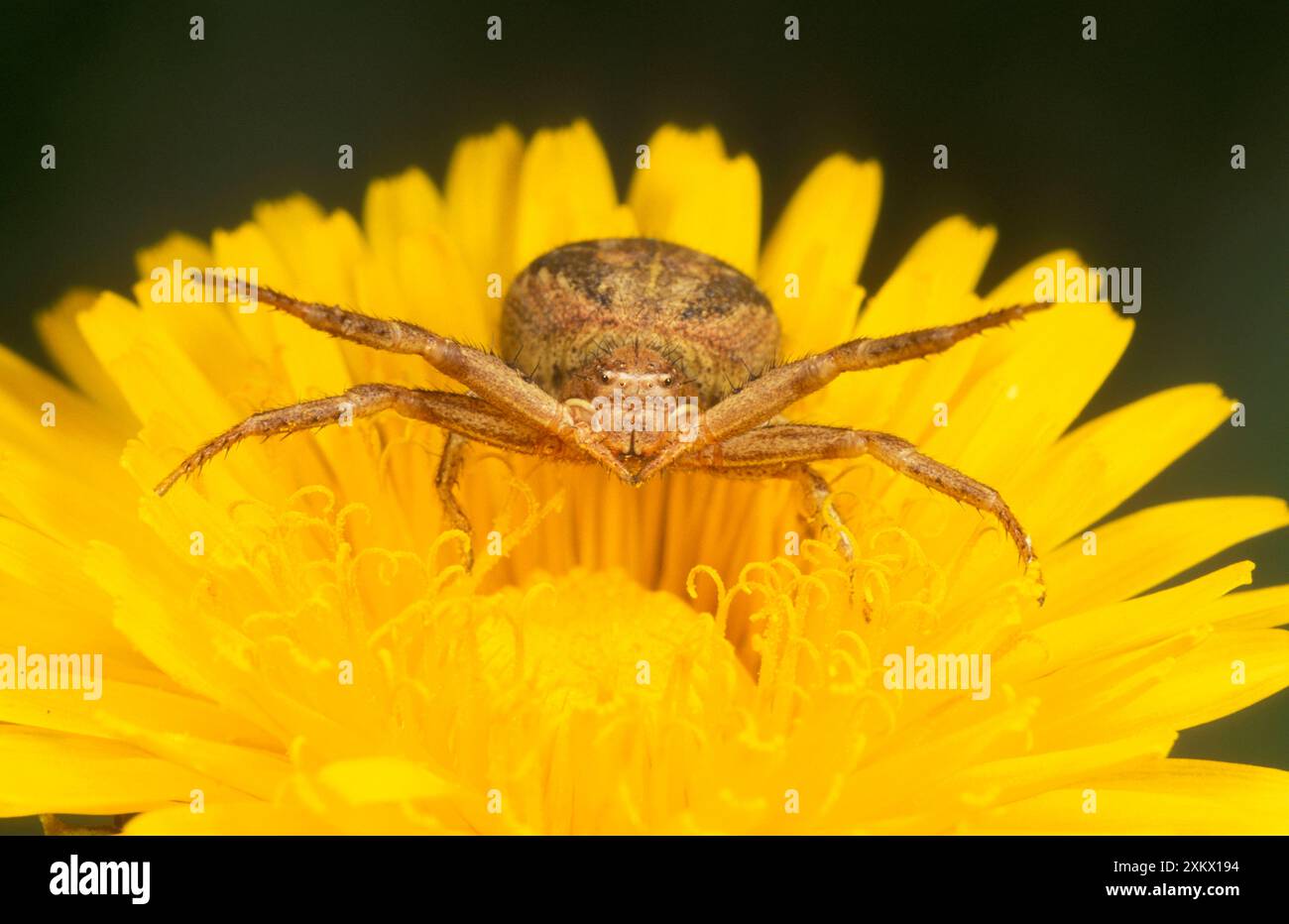 Crab SPIDER - aggressive posture on Dandelion flower Stock Photo - Alamy
