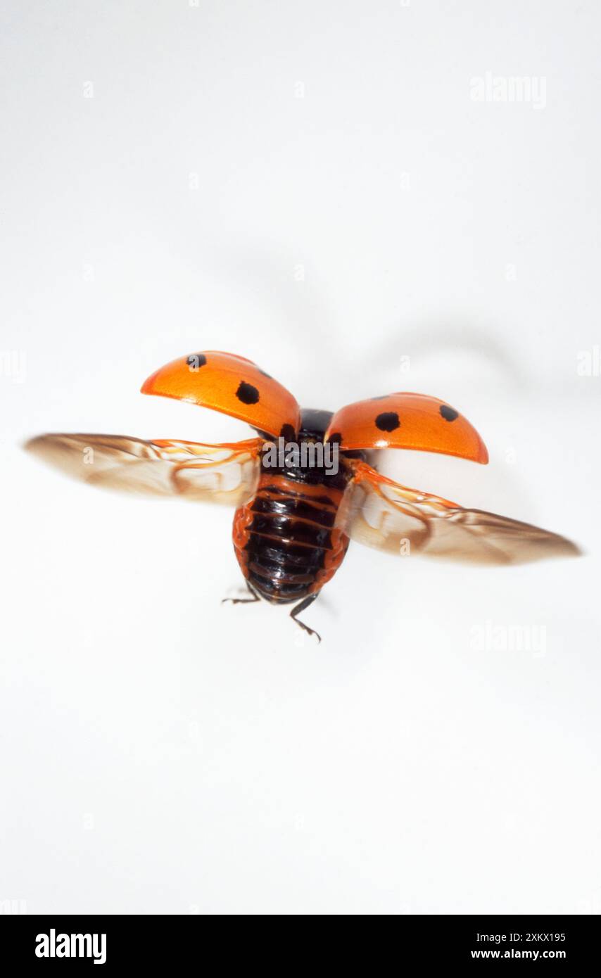 7-spot Ladybird - In flight Stock Photo - Alamy