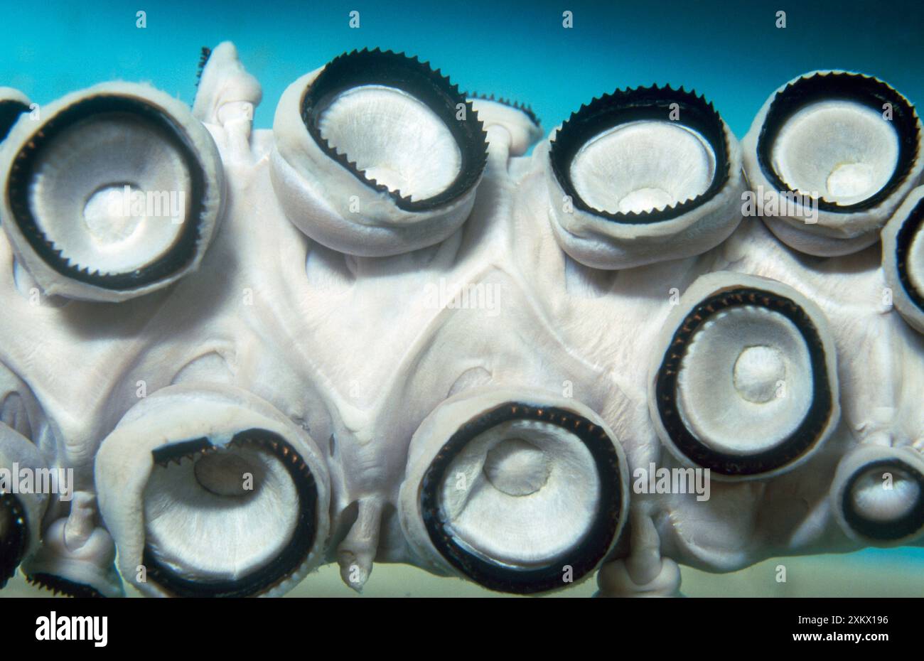 Giant SQUID - close-up of suckers showing hooks on rim Stock Photo - Alamy