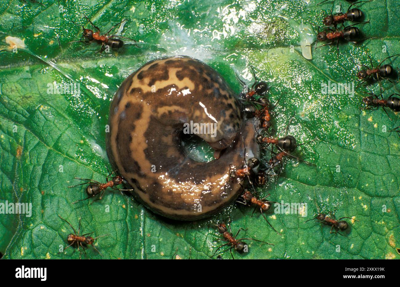 Ants killing prey hi-res stock photography and images - Alamy