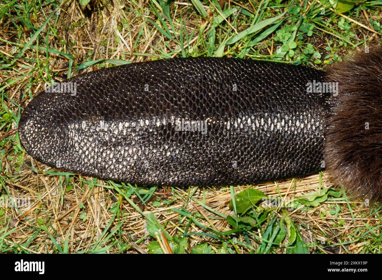 Castor tails hi-res stock photography and images - Alamy