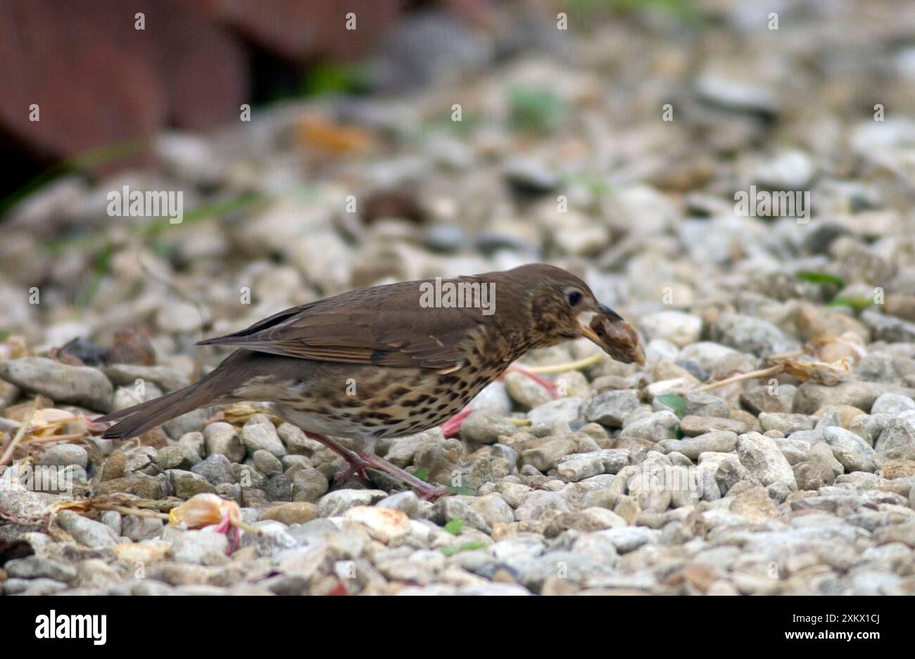 Thrush with prey hi-res stock photography and images - Alamy