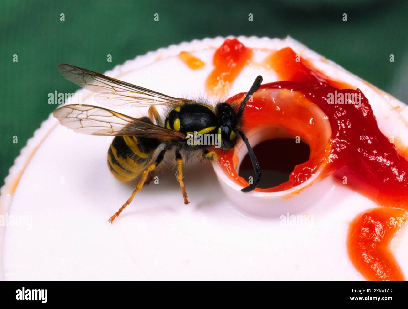 Common WASP - feeding on tomato ketchup Stock Photo - Alamy