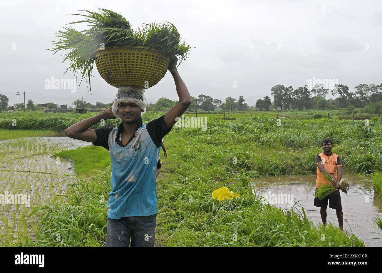 A man carries rice sapling in a basket on his head at a paddy field on ...