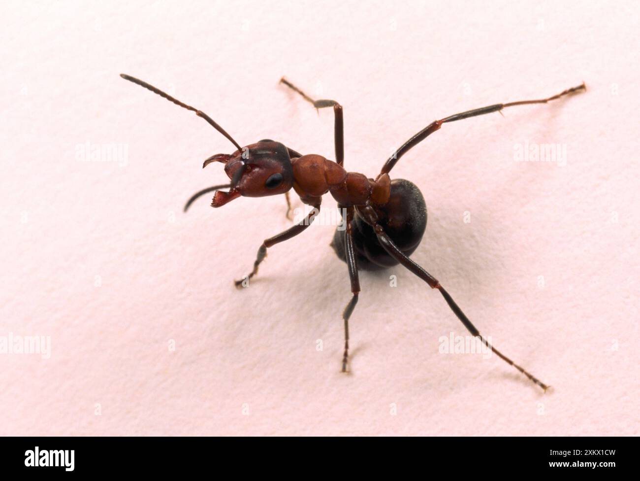 Posture displays hi-res stock photography and images - Alamy