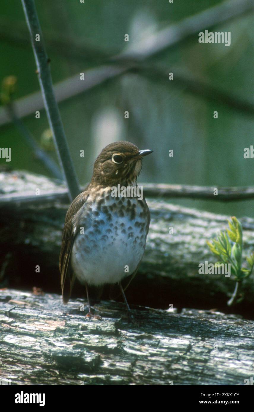 Swainsons thrush (catharus ustulatus) hi-res stock photography and ...