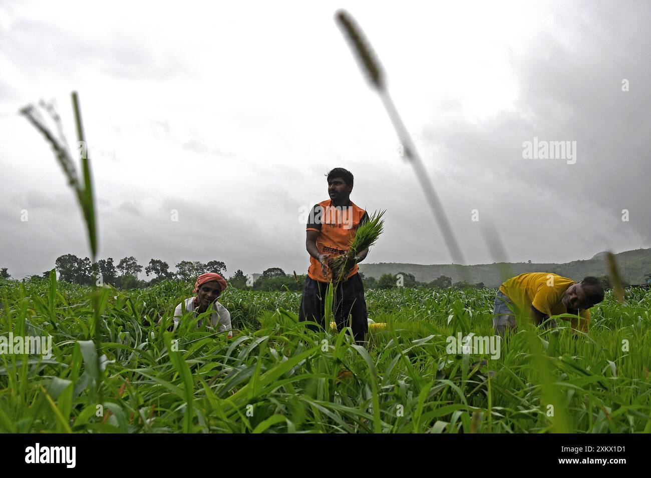 Rain rice field during monsoon hi-res stock photography and images - Alamy