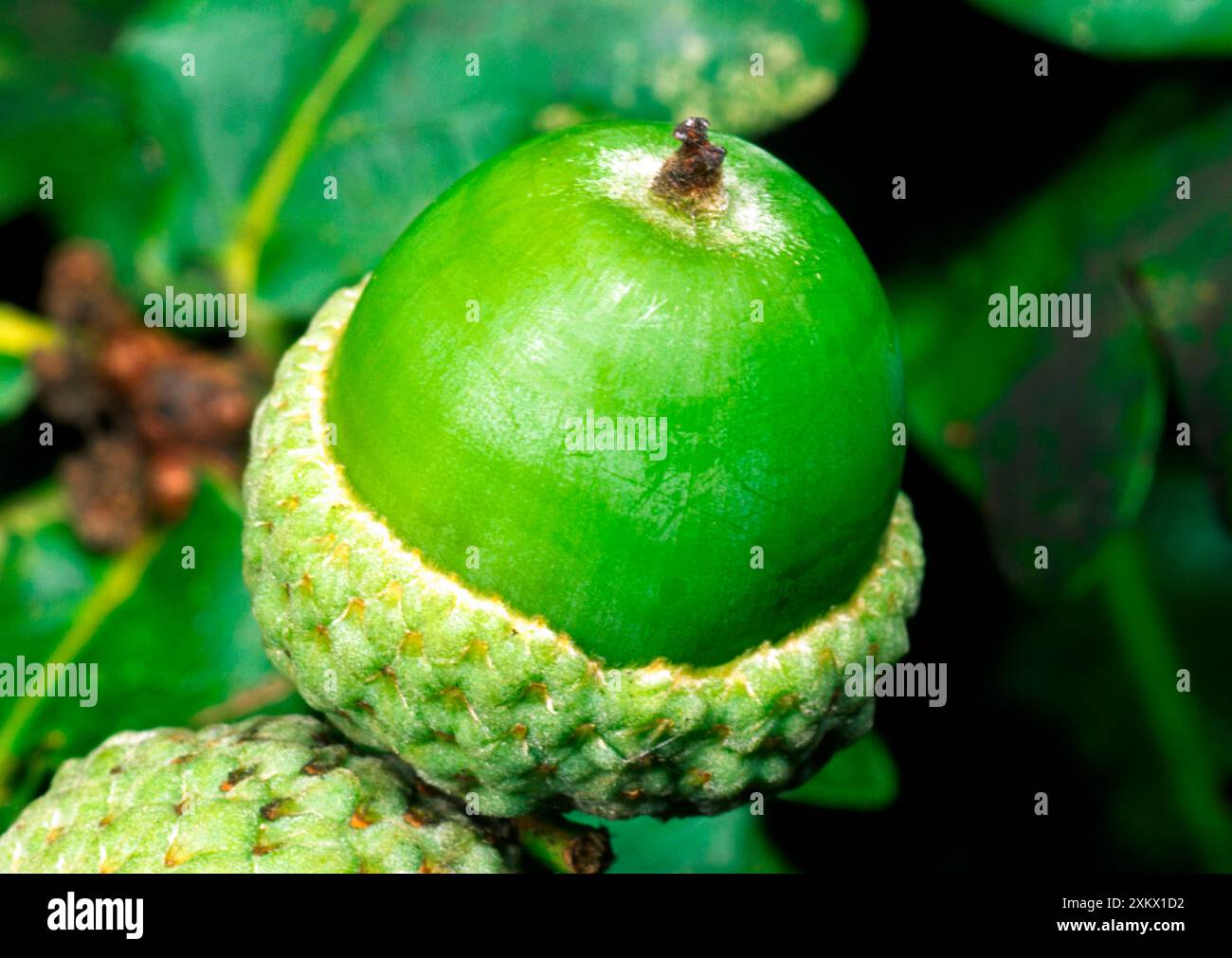 Acorn single hi-res stock photography and images - Alamy