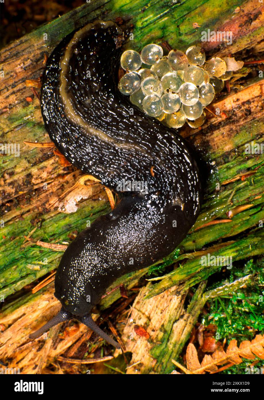Ash-Grey / Ash-black SLUG - with eggs Stock Photo - Alamy