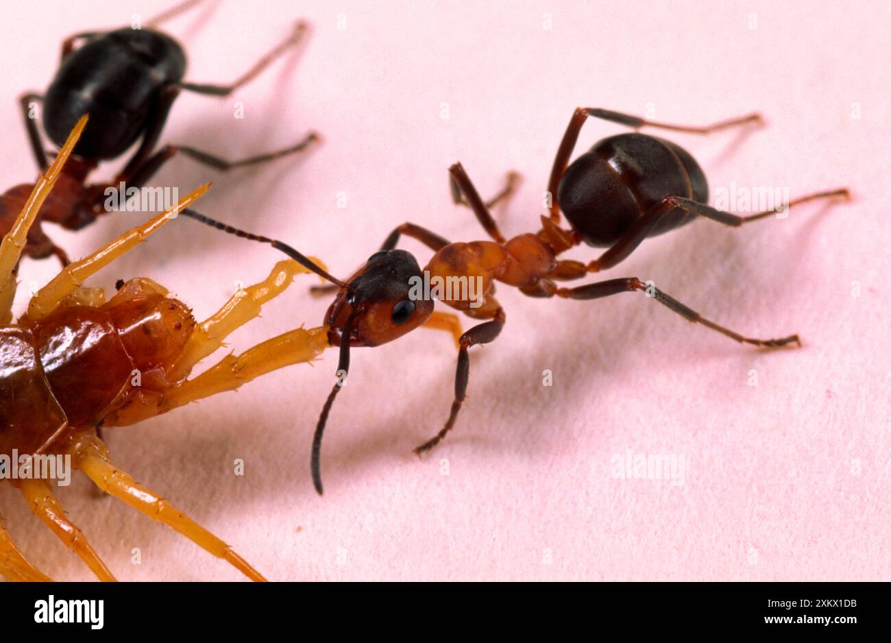 Wood ANT - single, pulling leg of centipede Stock Photo - Alamy