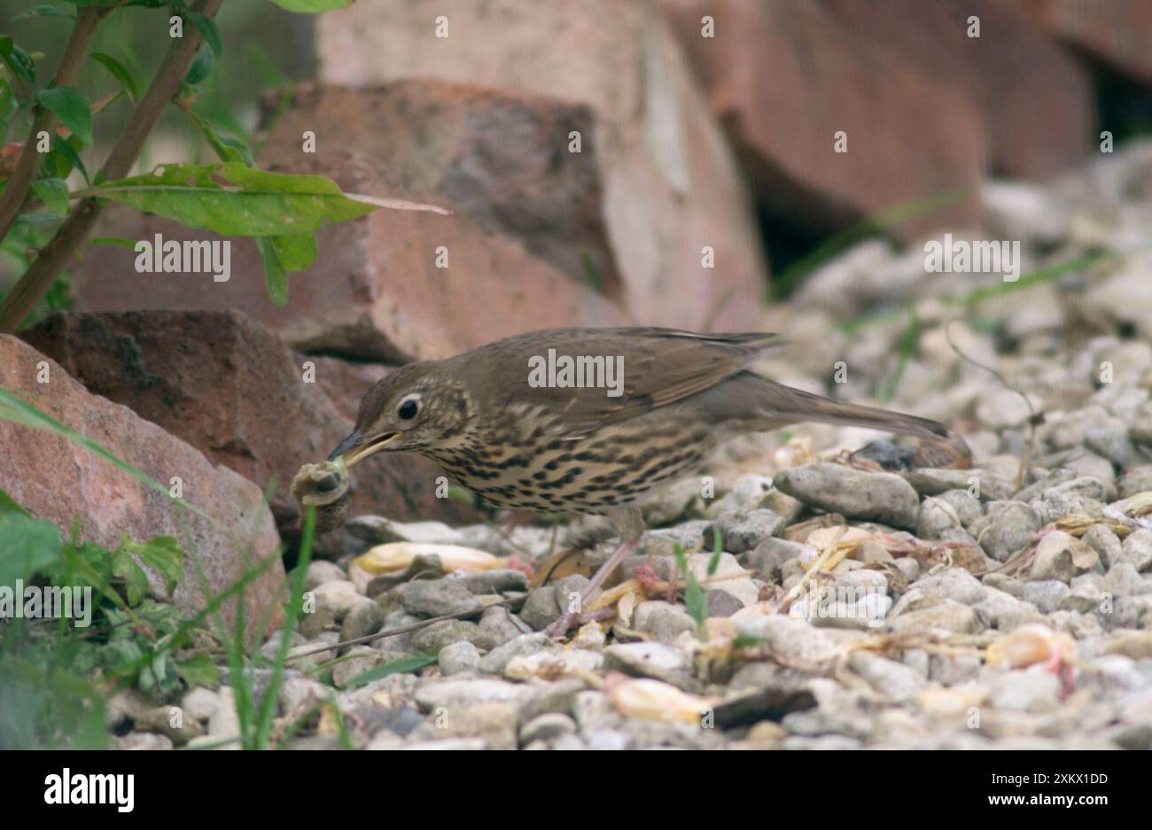 Juvenile predators hi-res stock photography and images - Alamy