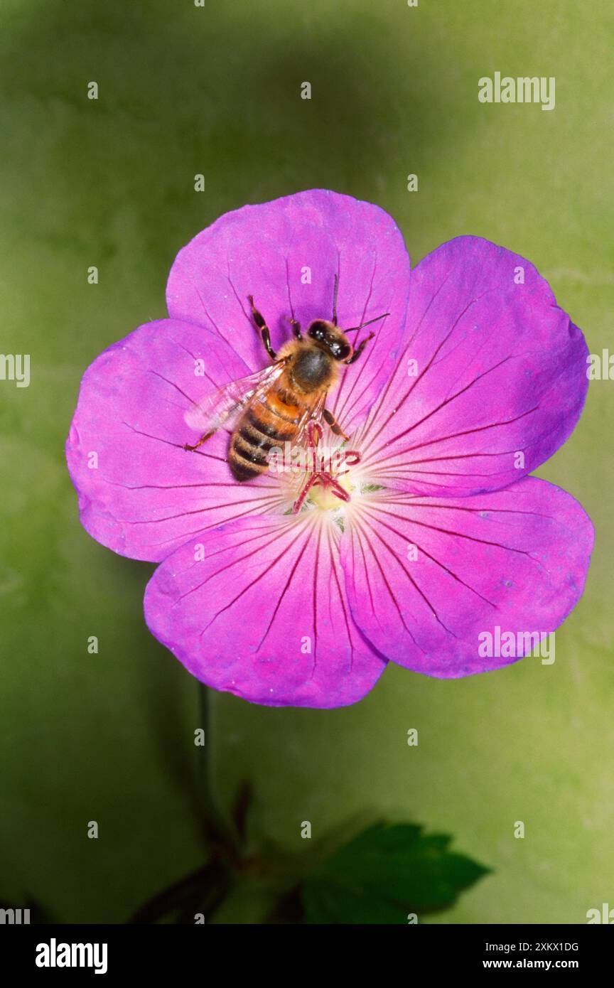 Pollen collecting insects hi-res stock photography and images - Alamy