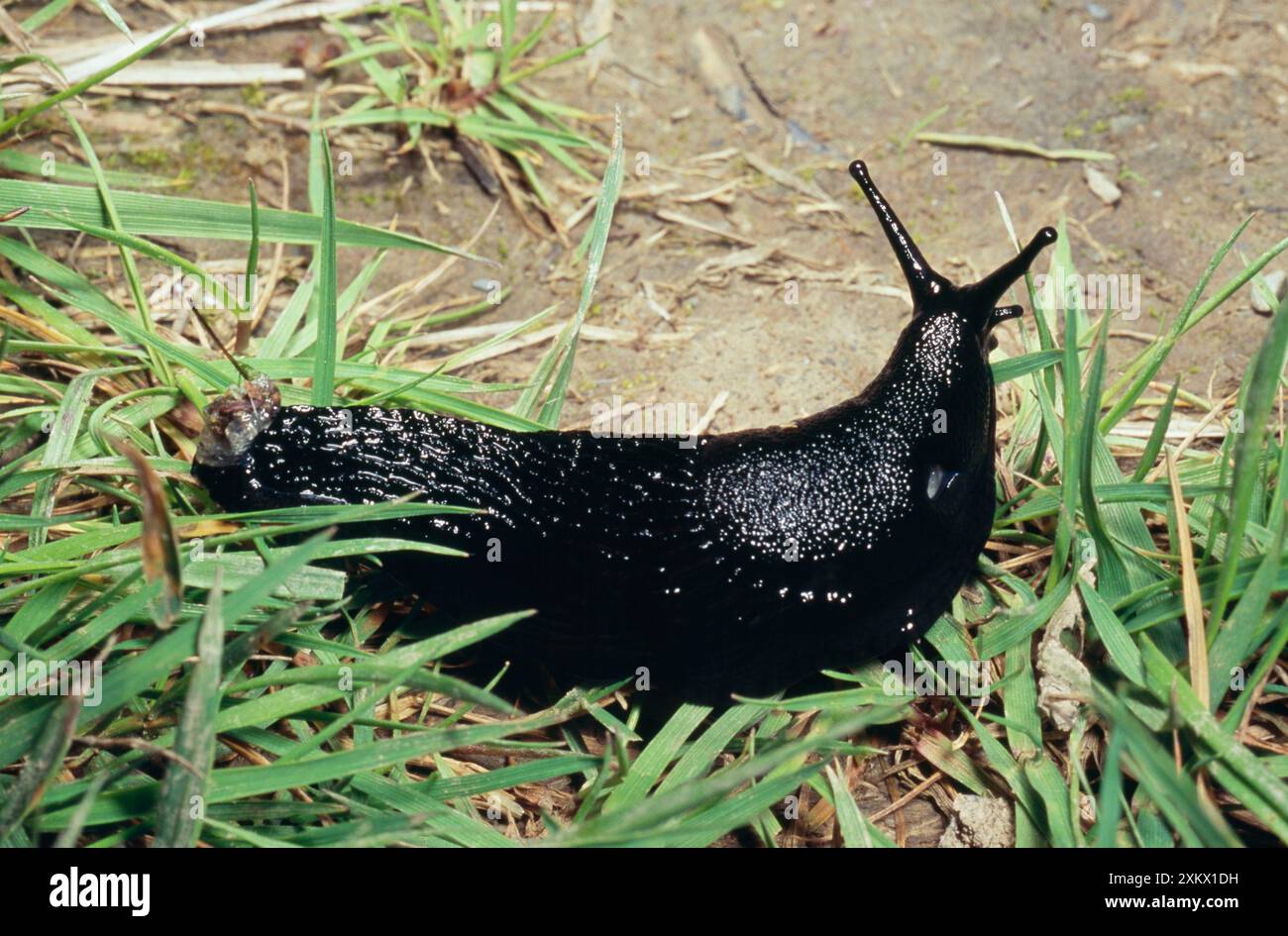 Great Black SLUG - crawling through grass Stock Photo - Alamy