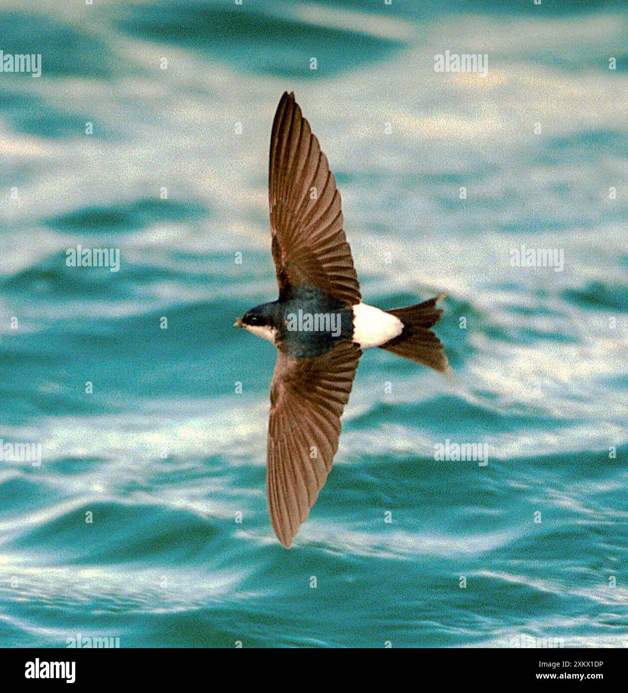 House MARTIN - in flight, over water Stock Photo - Alamy