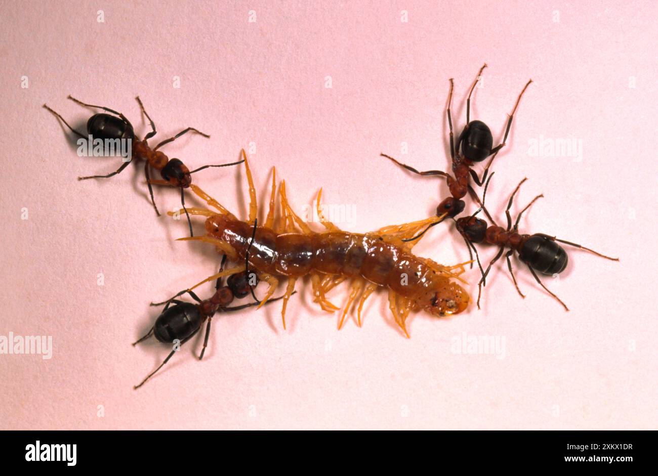 Ants attacking insects hi-res stock photography and images - Alamy