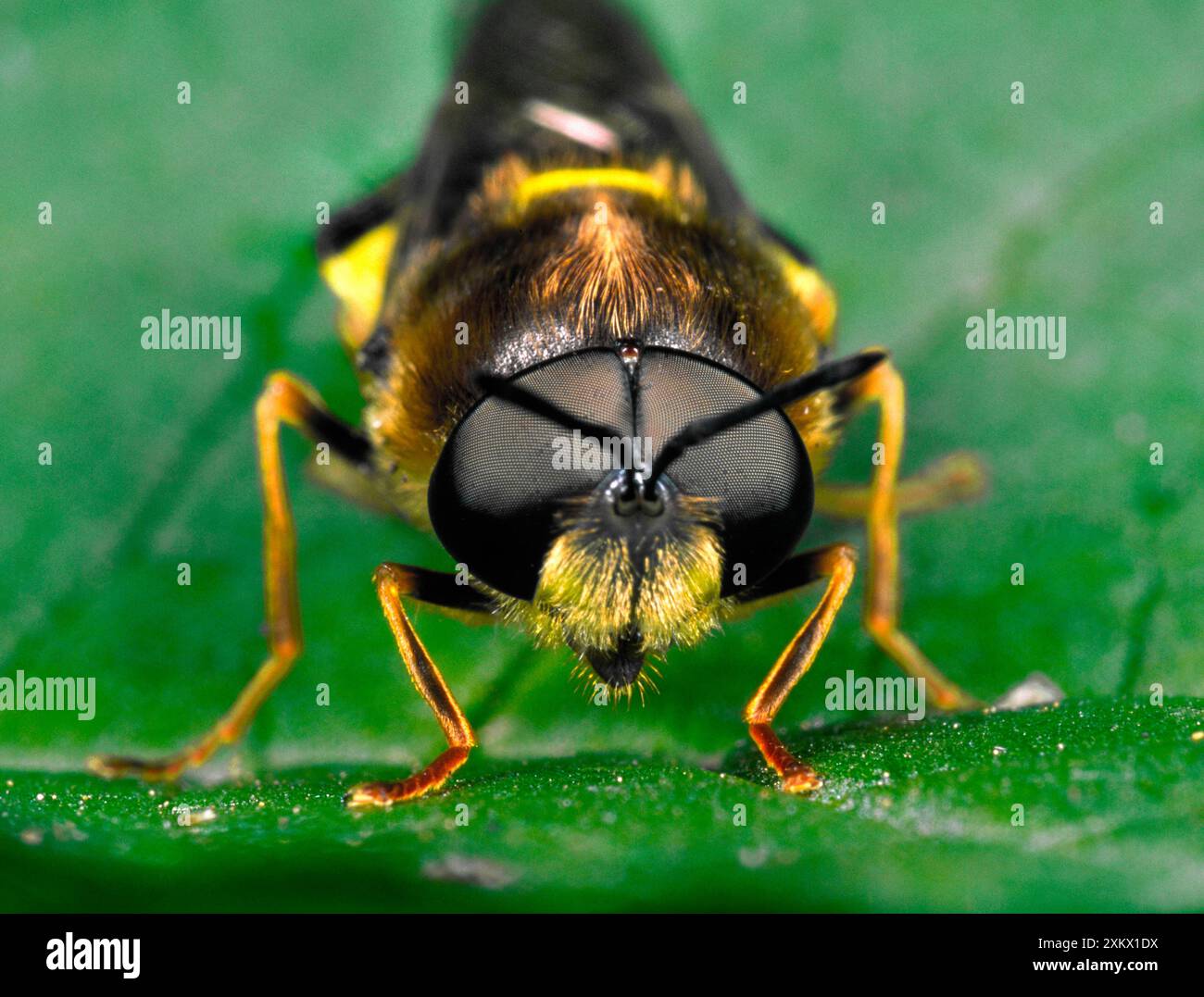 Compound eyes hi-res stock photography and images - Alamy