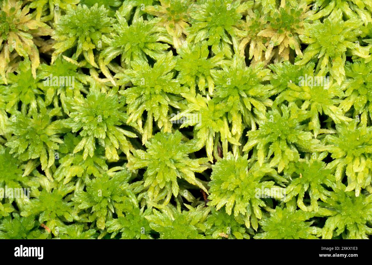 Sphagnum MOSS - close-up Stock Photo - Alamy