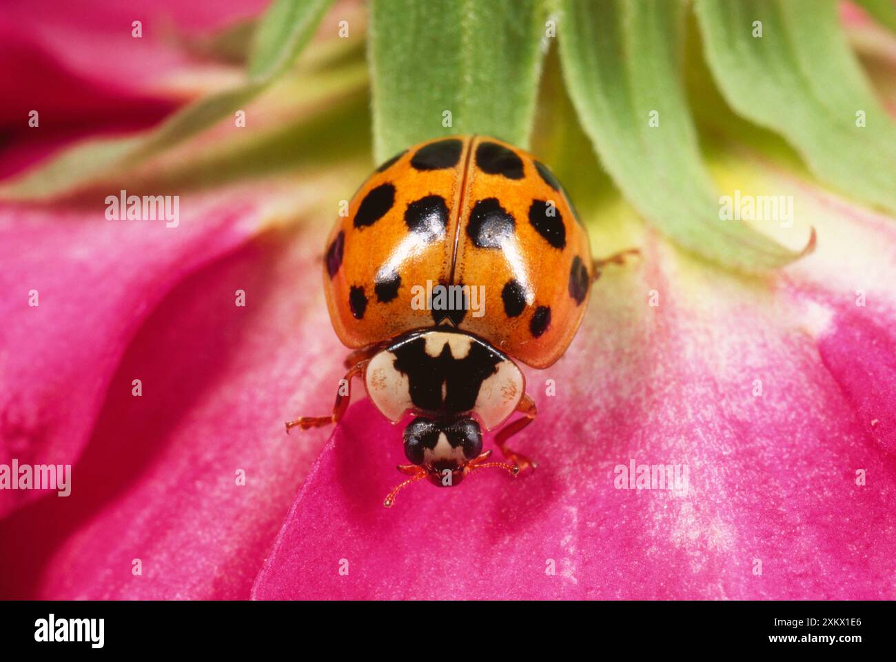 Ladybird species hi-res stock photography and images - Alamy