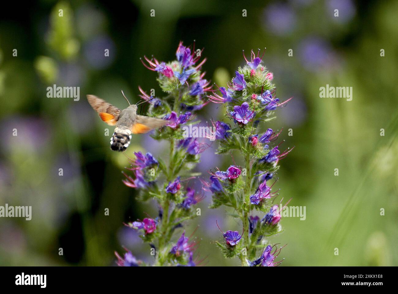 Hummingbird HAWK-MOTH - in flight, feeding on ViperÕs Stock Photo - Alamy