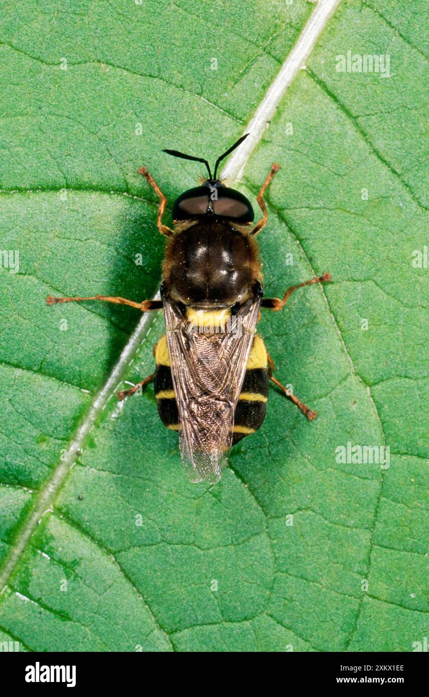 Soldier flies hi-res stock photography and images - Alamy