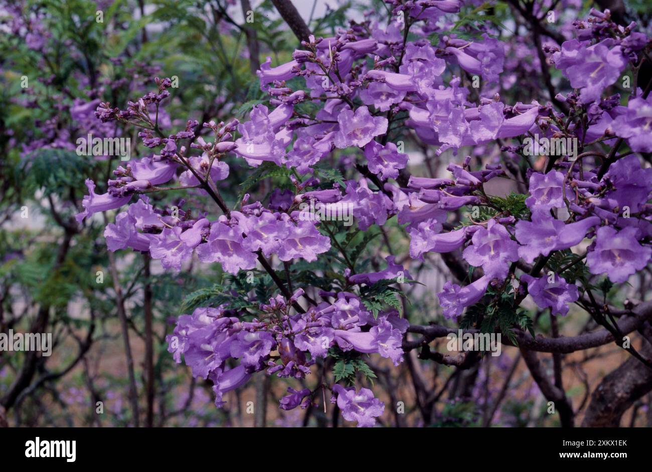 Jacaranda mimosifolia animal hi-res stock photography and images - Alamy