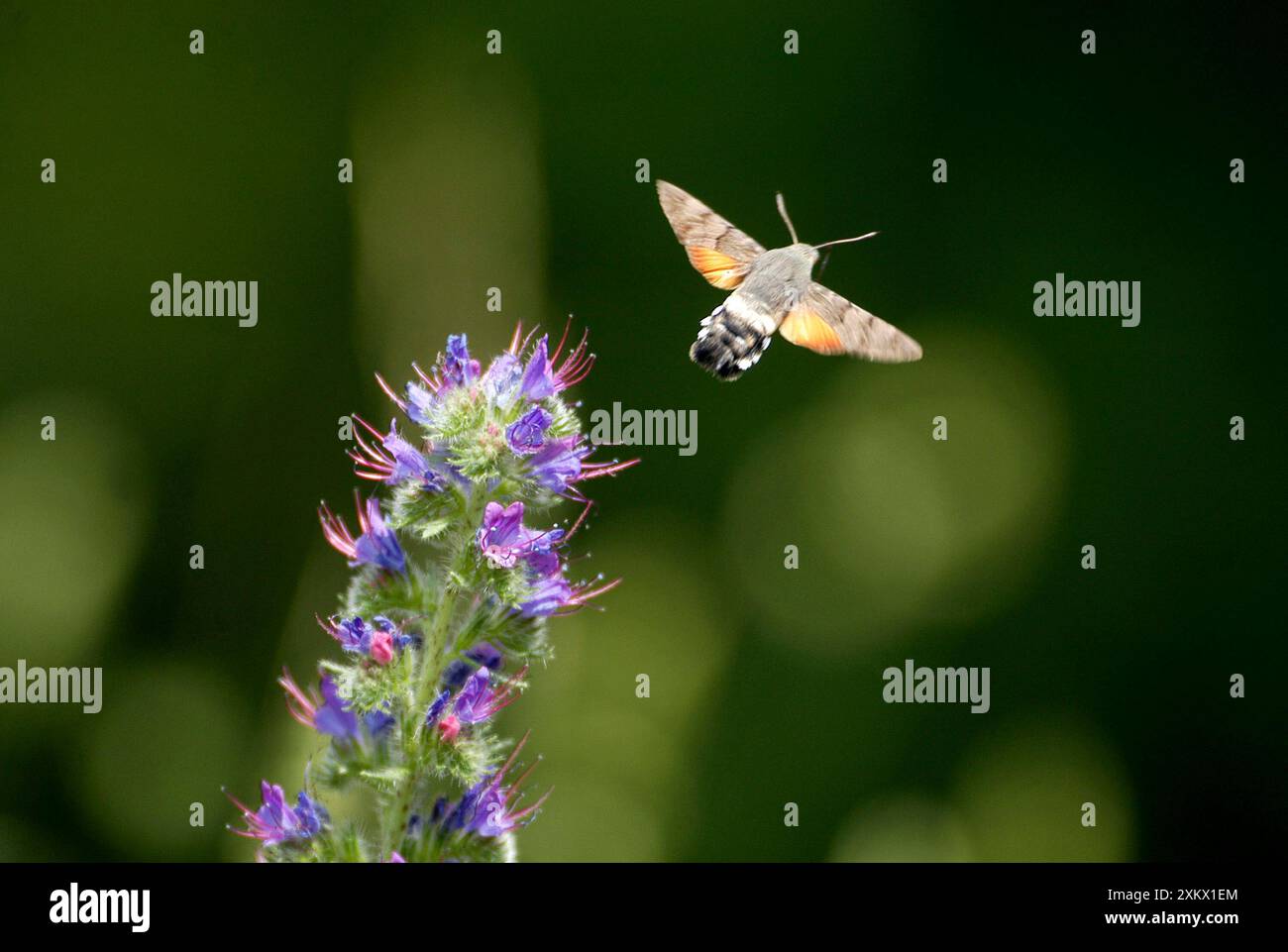 Viperos hi-res stock photography and images - Alamy