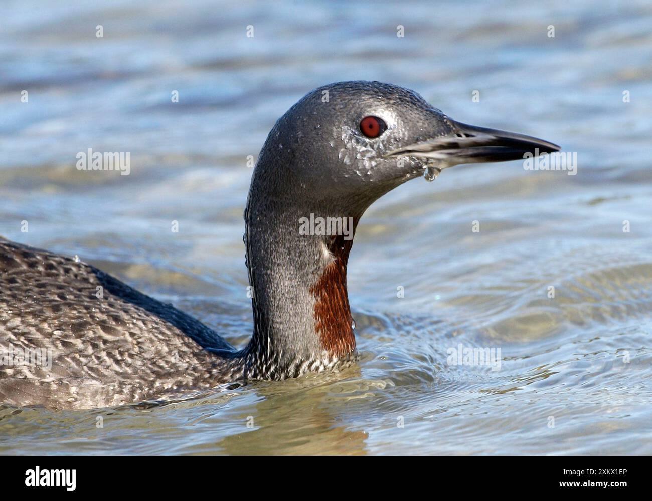 Diver in sea red hi-res stock photography and images - Alamy