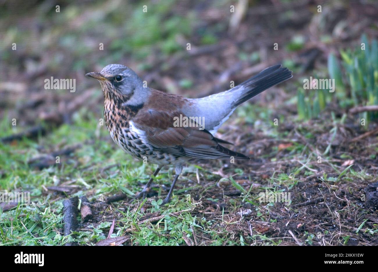 Fieldfares of europe hi-res stock photography and images - Alamy