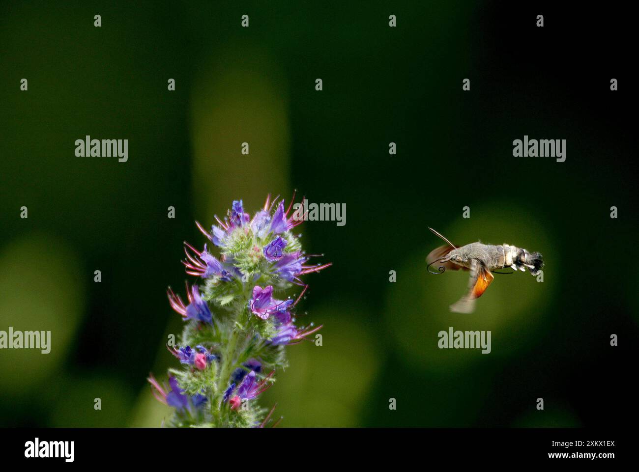 Hummingbird HAWK-MOTH - in flight, feeding on ViperÕs Stock Photo - Alamy