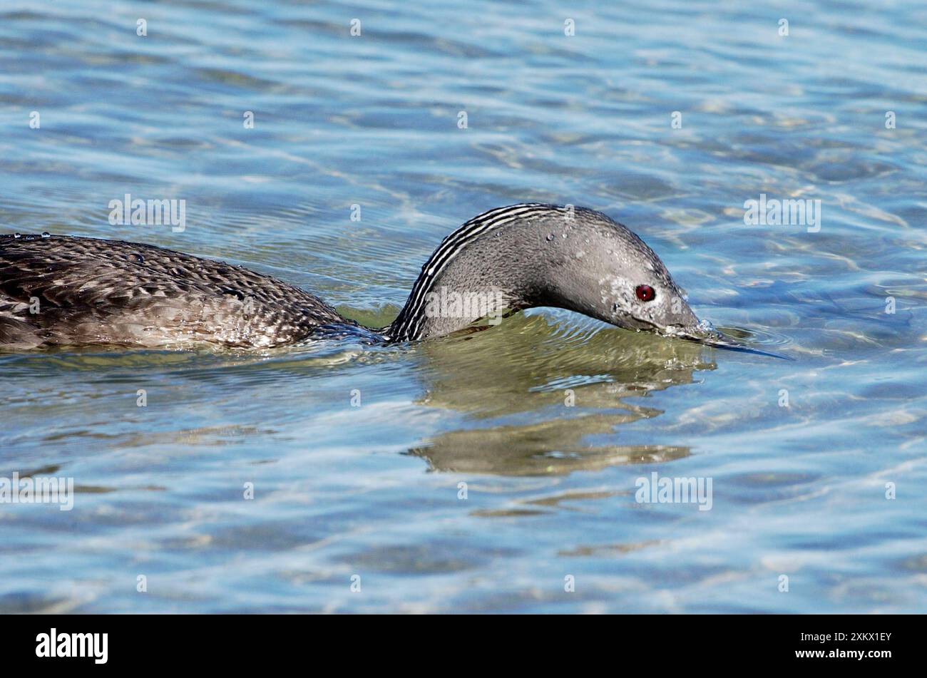 Throated diver in hi-res stock photography and images - Alamy