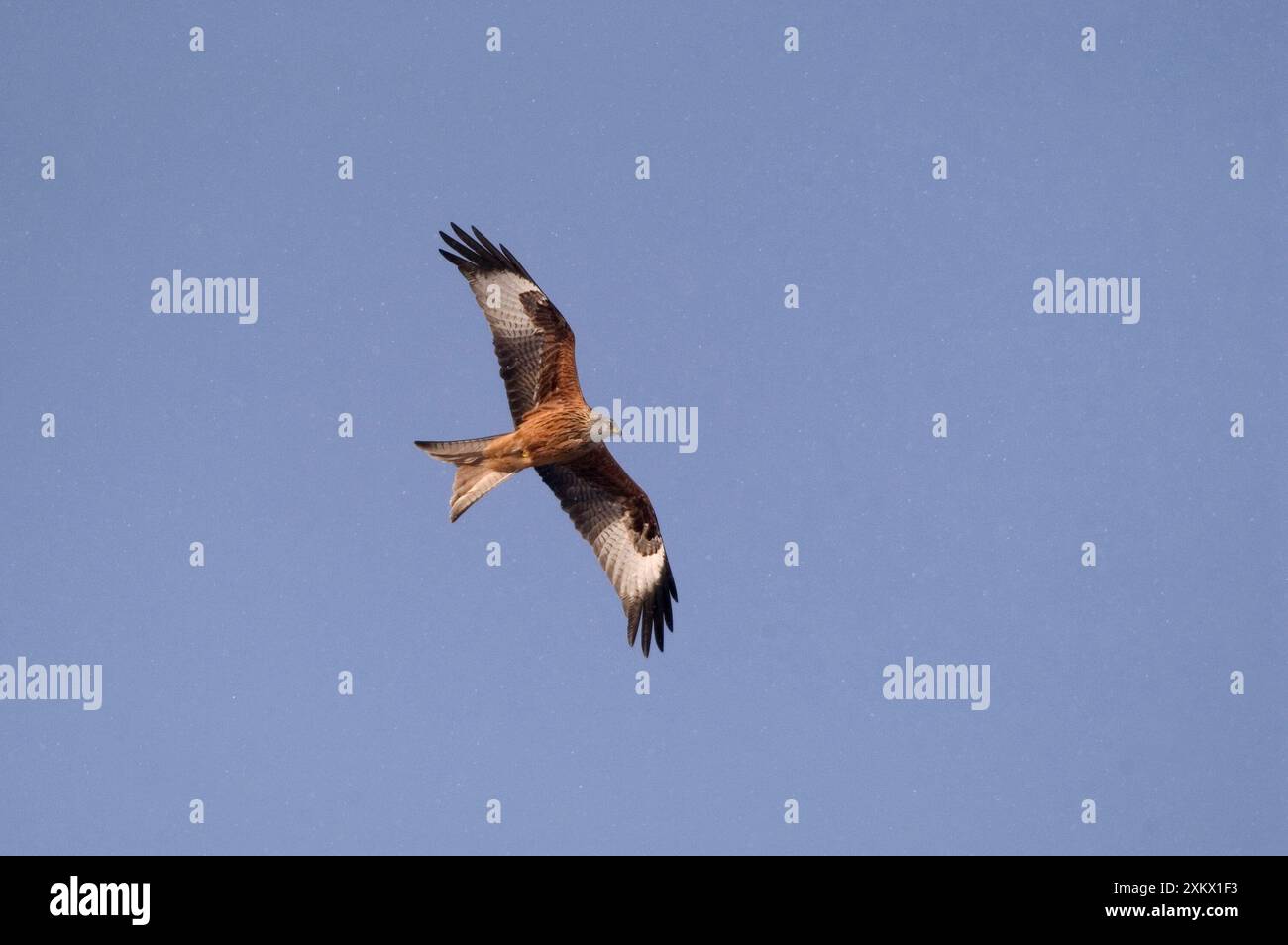 Red Kite flying in snowfall Stock Photo - Alamy