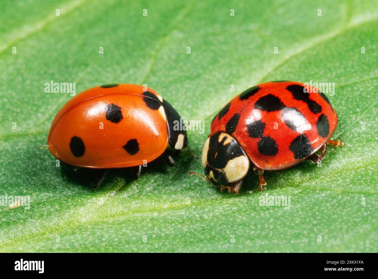 Asian two spot ladybird hi-res stock photography and images - Alamy
